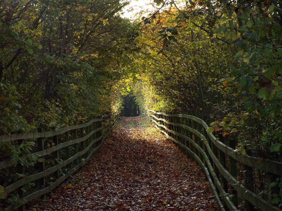 Wilkerson Law Firm P.A. -Your Brandon, FL Lawyer 813-295-5849